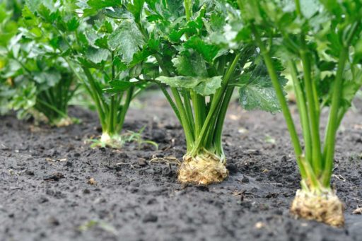 Apio: Propiedades y Beneficios de esta Planta que sirve para Adelgazar