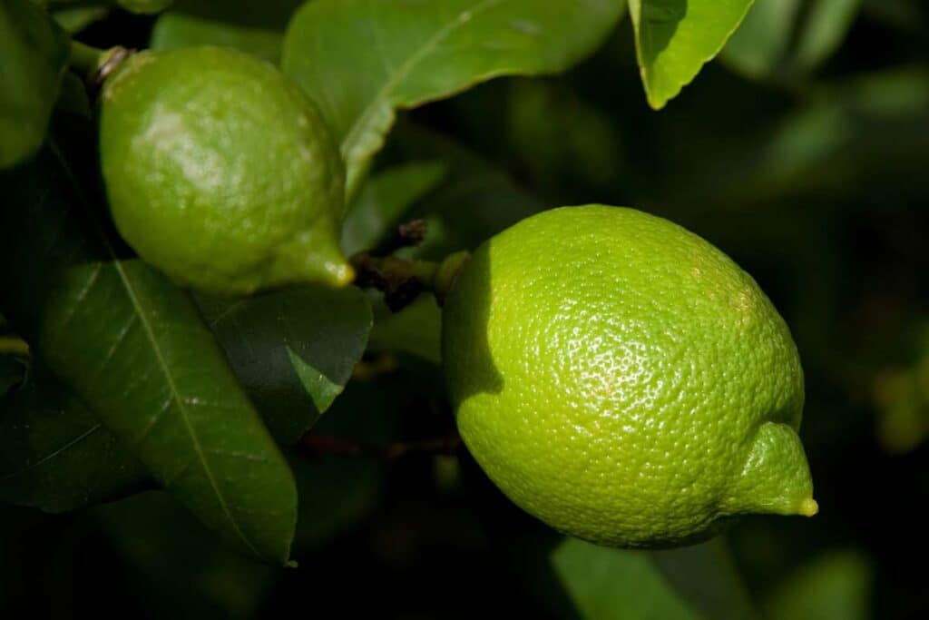 Frutas y Verduras - Frutas y Verduras