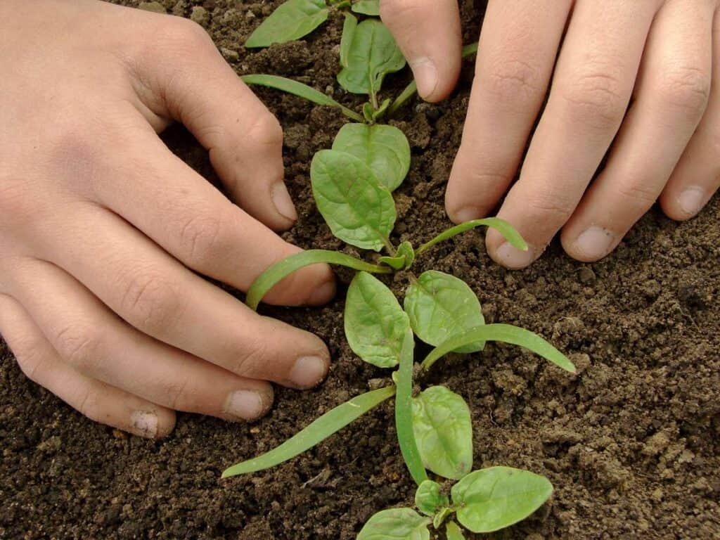 Espinacas Propiedades y Beneficios - Frutas y Verduras