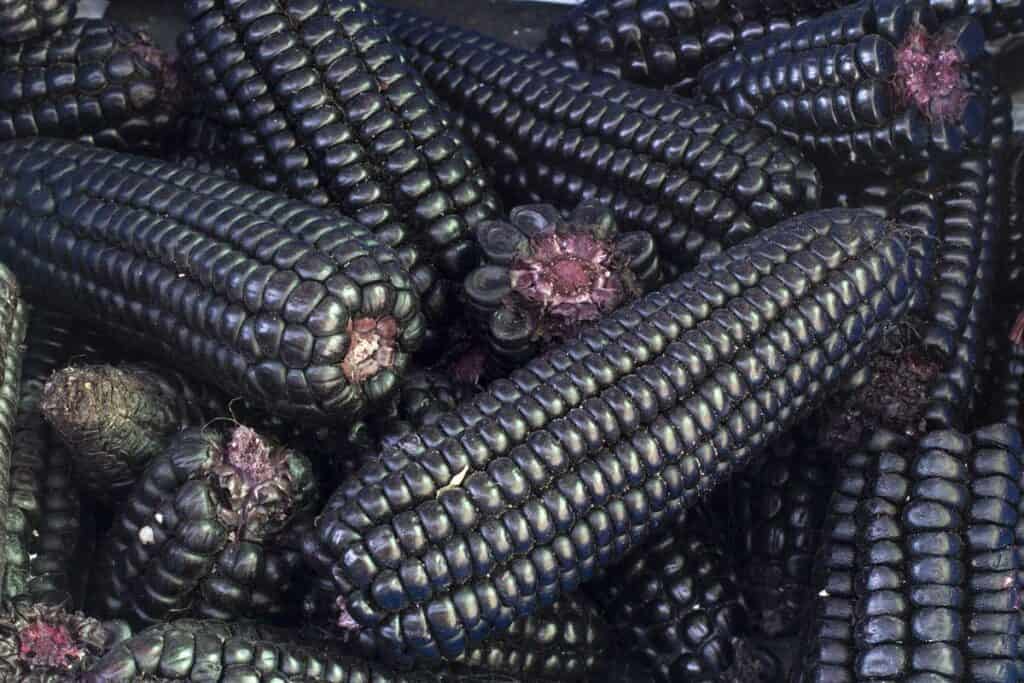 Maíz Propiedades y Beneficios Cultivo y Variedades
